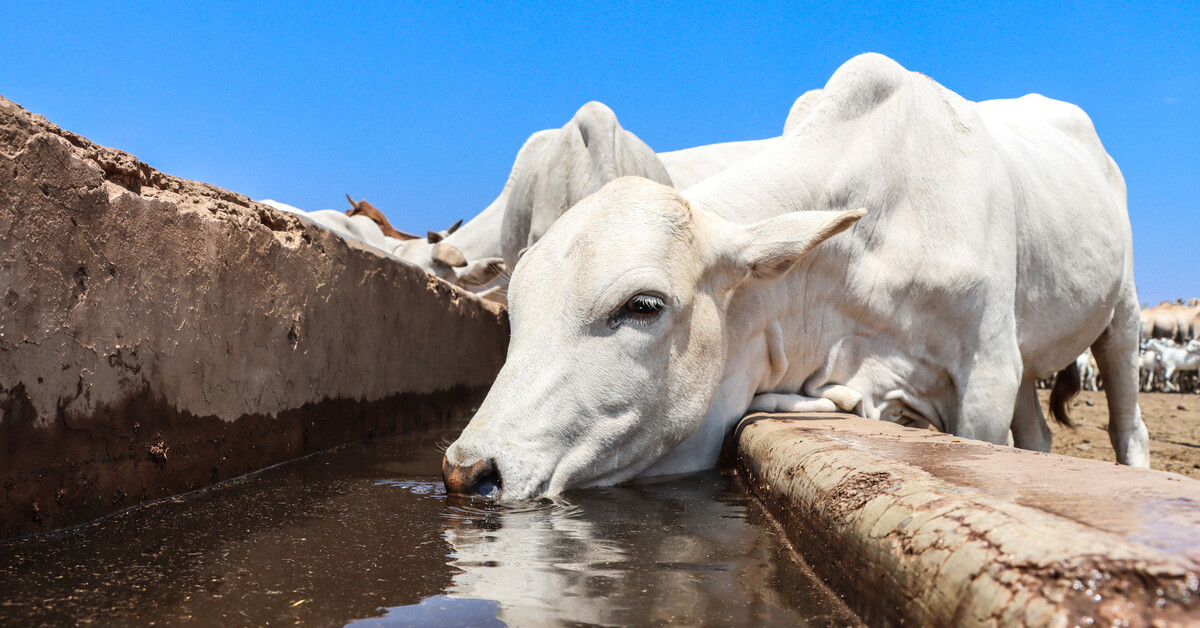 Ilri As Woah Collaborating Centre For One Health